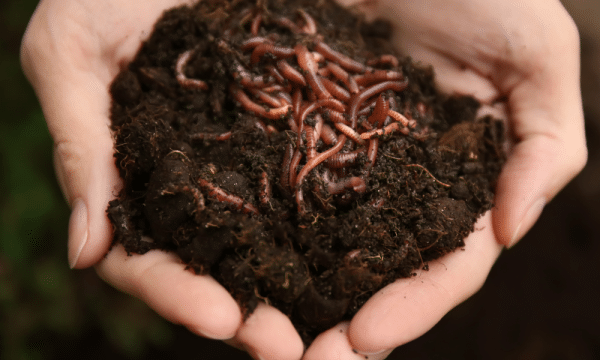 Worm-Humus - Garden Guru 101